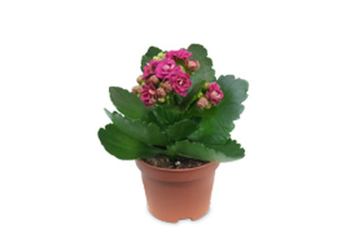 Perfecta Purple Kalanchoe