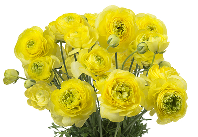 Ranunculus Romance™ St. Tropez® Romance™ Ranunculus