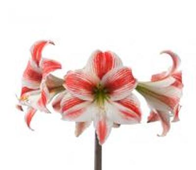 Twinkle Star Amaryllis