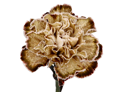 Sepia Carnation