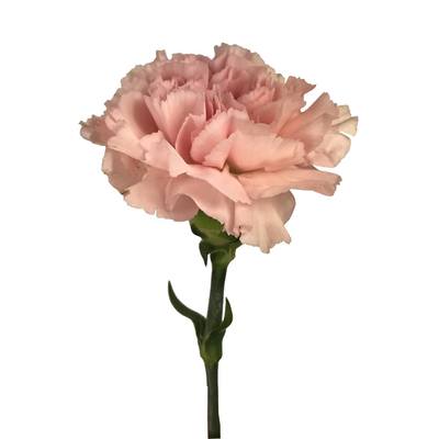 Illusion Carnation