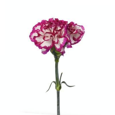 Viper Wine Carnation