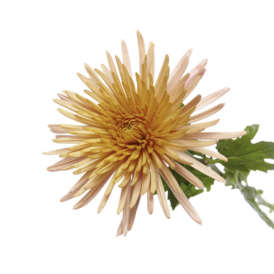 Dark Bronze Anastasia Disbud