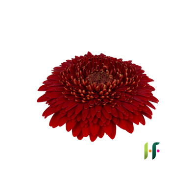Red Light Pomponi Gerbera