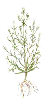 Pepperweed | Garden Gate