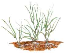 Quackgrass | Garden Gate