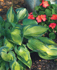 Hosta ‘June’ | Garden Gate