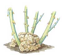 Crown gall | Garden Gate