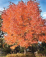 White ash | Garden Gate