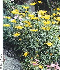 Swordleaf inula | Garden Gate