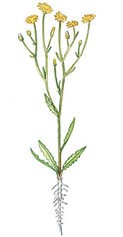 Narrowleaf hawksbeard | Garden Gate