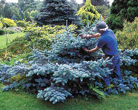 Pruning conifers | Garden Gate