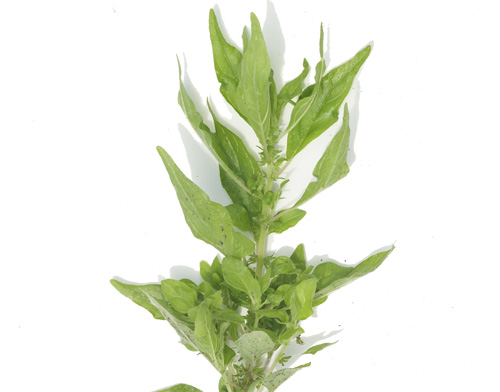 Pennsylvania pellitory | Garden Gate