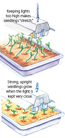 Spindly seedlings | Garden Gate