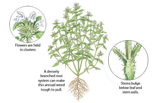 Hemp nettle | Garden Gate