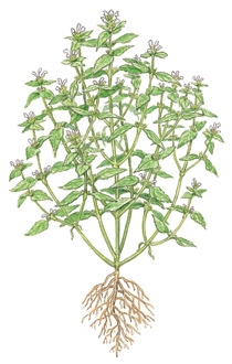 Hemp nettle | Garden Gate