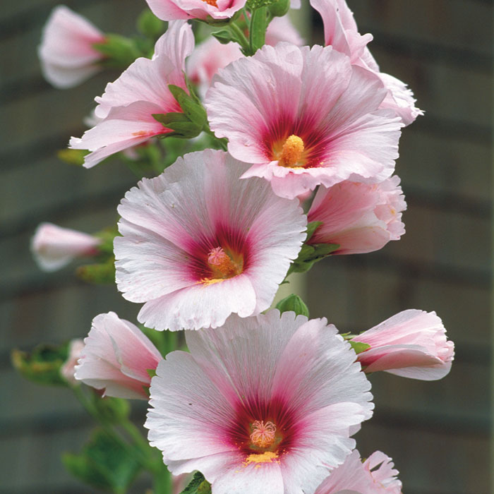 Add drama with hollyhocks | Garden Gate