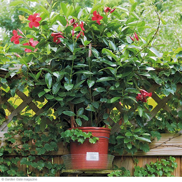 Potted Mandevilla | Garden Gate