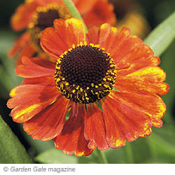 Garden plan | Garden Gate