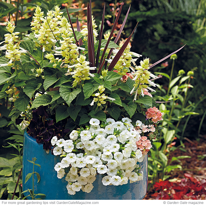 Summer simplicity container | Garden Gate