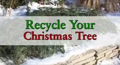 Video: Recycling Christmas trees | Garden Gate