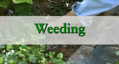Video: Wise weeding | Garden Gate