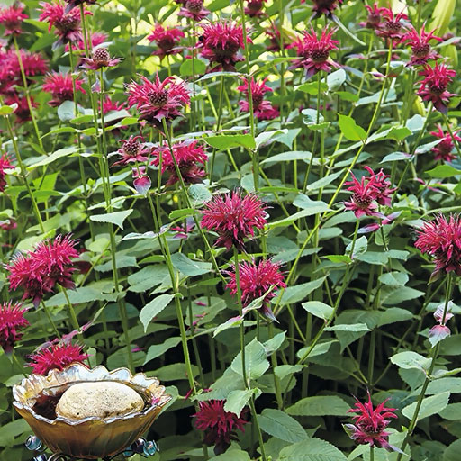 Signs of bed bugs on mattress - volfbuzz