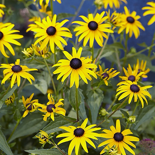 Amazing rudbeckia | Garden Gate
