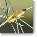 Common Asparagus Beetles | Garden Gate