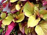 Grow a Coleus Standard — Coleus Gallery | Garden Gate