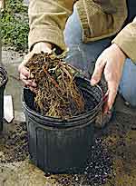 Buying Bare-Root Perennials | Garden Gate