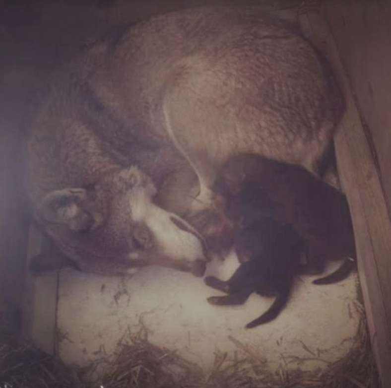 GoLocalProv | Critically Endangered Red Wolf Pups Born at Roger ...