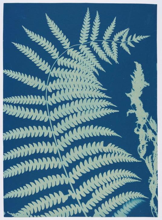 Materials Lab Workshop: Cyanotypes | Harvard Art Museums