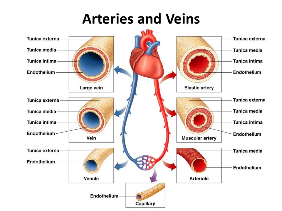 Overview Of The Circulatory System And Vascular Anatomy | MetaNESTA