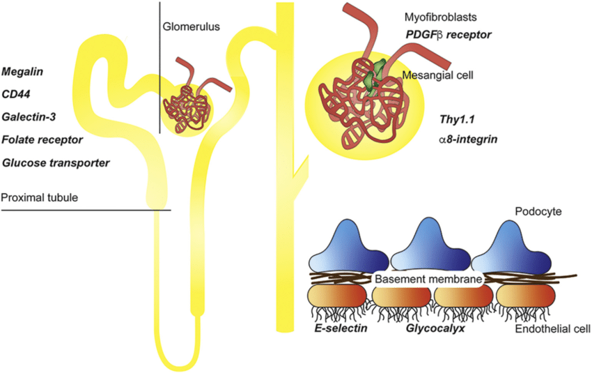 Renal (Kidney) Acid-Base Balance | MetaNESTA
