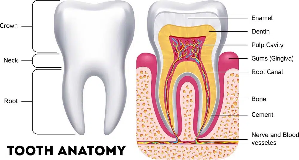 Dental Anatomy: Structure, Function, And Terminology | MetaNESTA