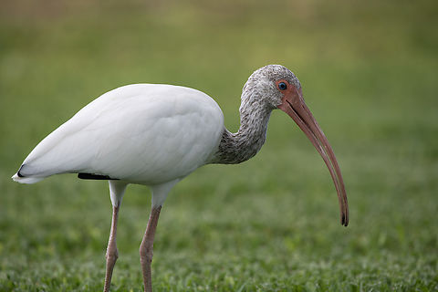 American white ibis (Eudocimus albus) - by Bazza - JungleDragon