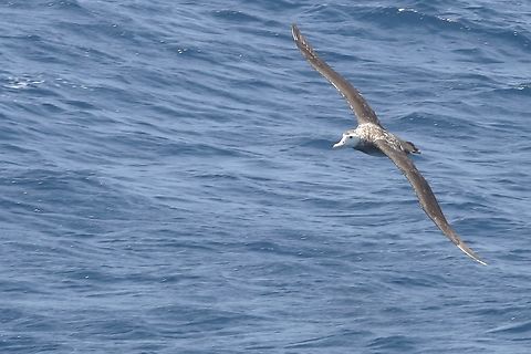 Snowy Albatross - by NattyOne - JungleDragon