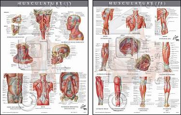 MatthewsBooks.com - 9781929007318 (1929007310) : Musculature, 2-Chart ...