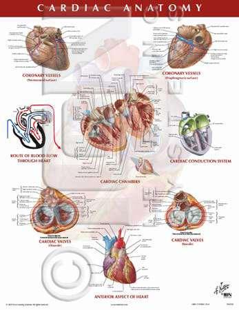 Matthews MUSC Bookstore : Netter Anatomy Charts. Complete Set of 20 Charts