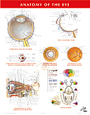 Campus Store : Anatomy of the Eye. Netter Anatomy Charts
