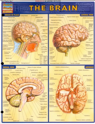 Matthews MUSC Bookstore : Brain Laminated Reference Chart