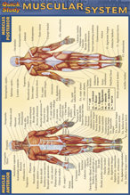 Campus Store : Muscular System Laminated Reference Chart