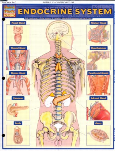 Campus Store : Endocrine System Laminated Reference Chart