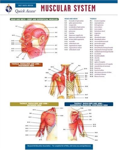 Matthews MUSC Bookstore : Quick Access: Muscular System. Laminated ...