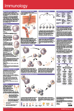 Matthews MUSC Bookstore : Immunology Poster Chart