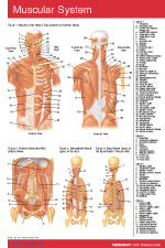 Matthews MUSC Bookstore : Muscular System Pocket Chart