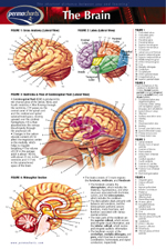 Matthews MUSC Bookstore : Brain Pocket Chart