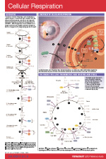 Campus Store : Cellular Respiration Pocket Chart