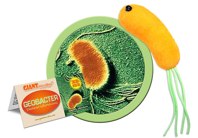 Matthews MUSC Bookstore : Giant Microbes Geobacter